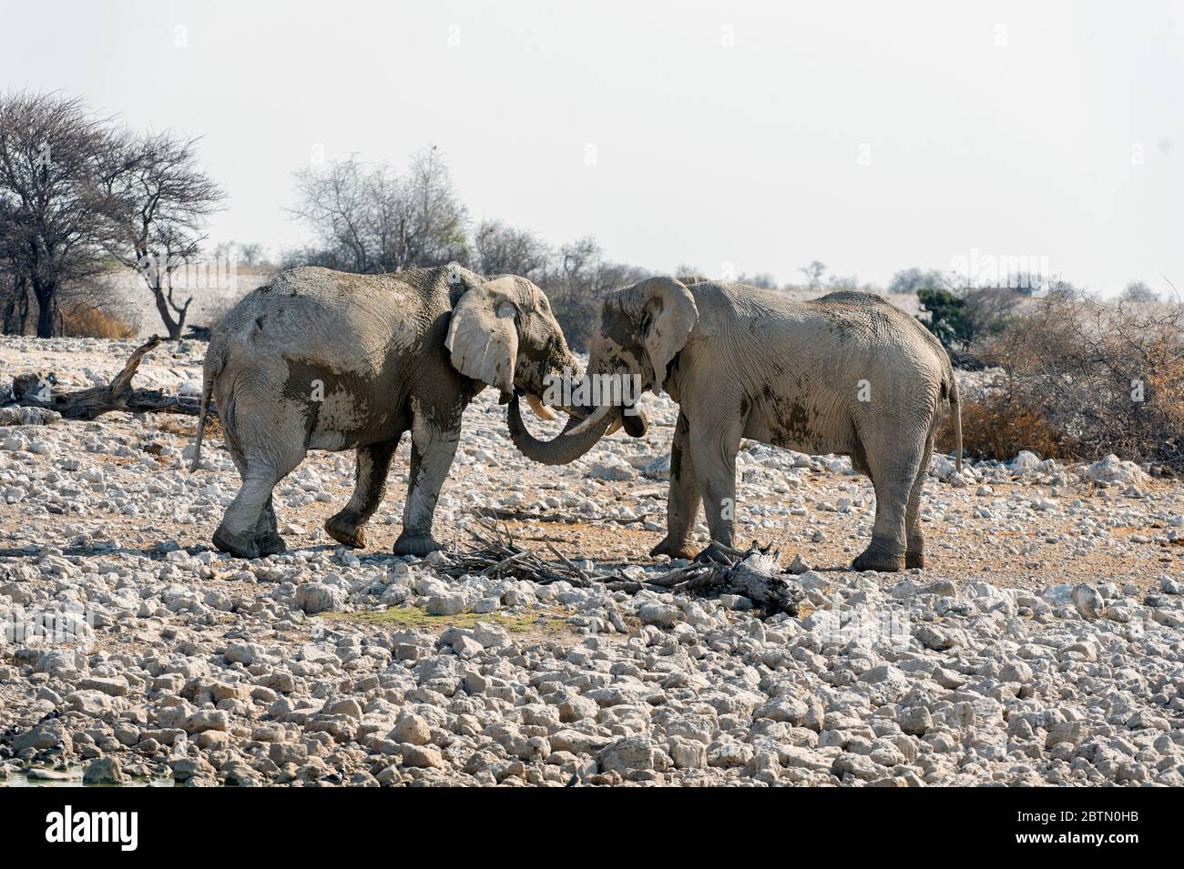 Desert elephants in the Namibian desert landscape Stock Photo - Alamy