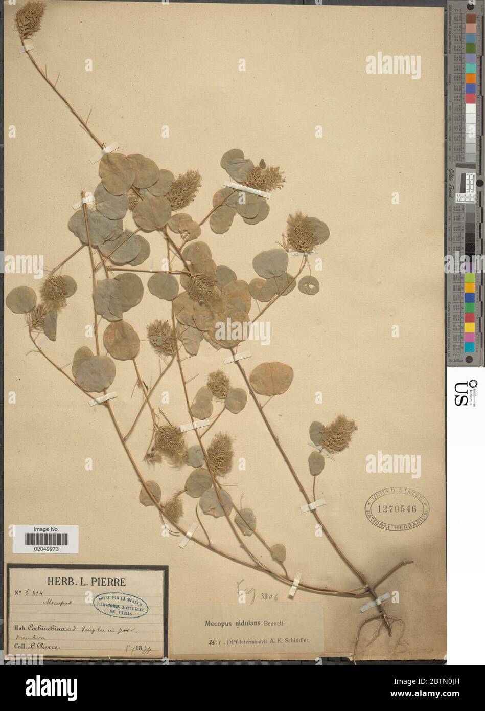 Mecopus nidulans Benn. 30 Dec 20171 Stock Photo - Alamy