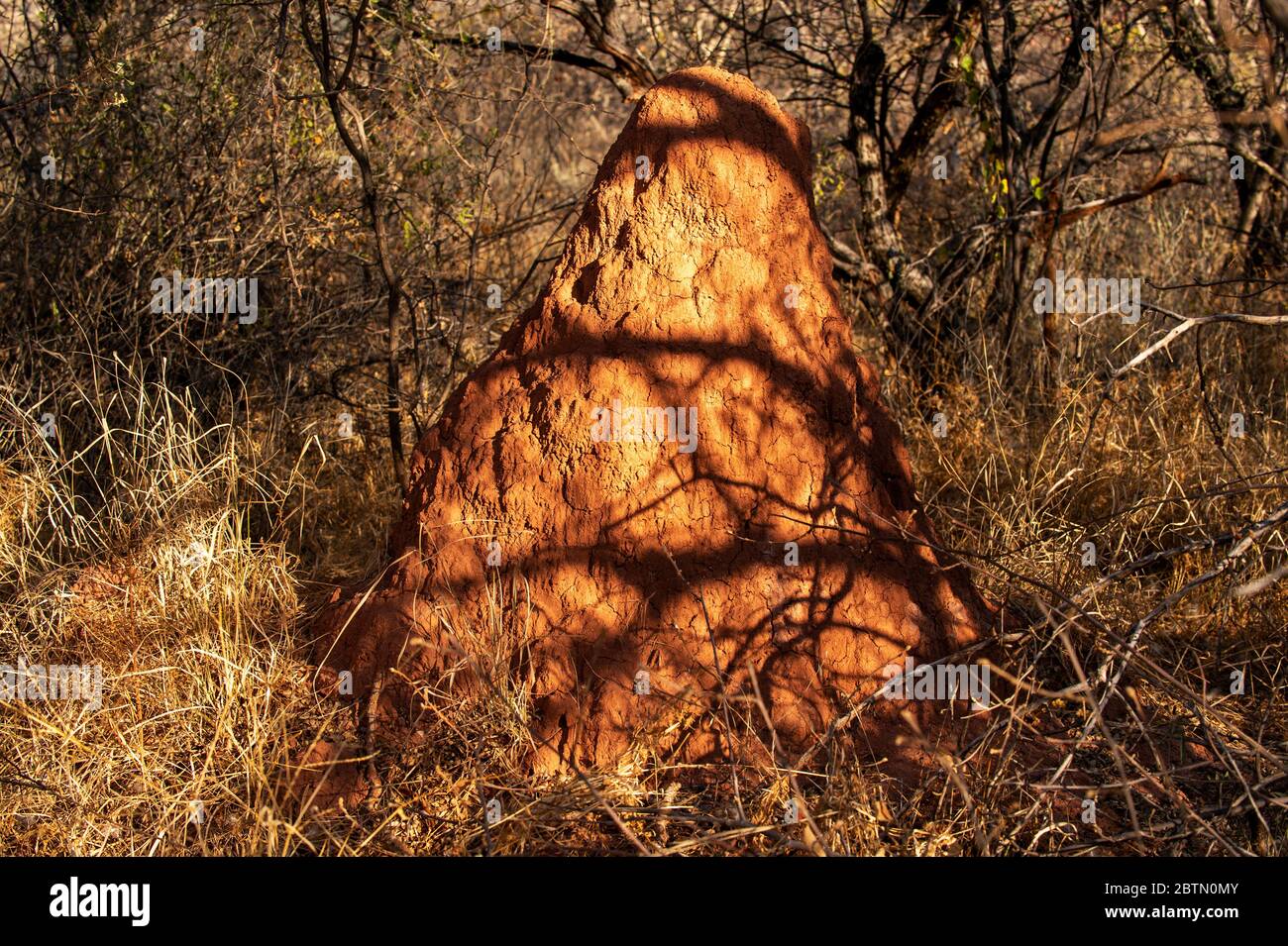 Semi desert scrubland and termite mound, Namibia Stock Photo - Alamy