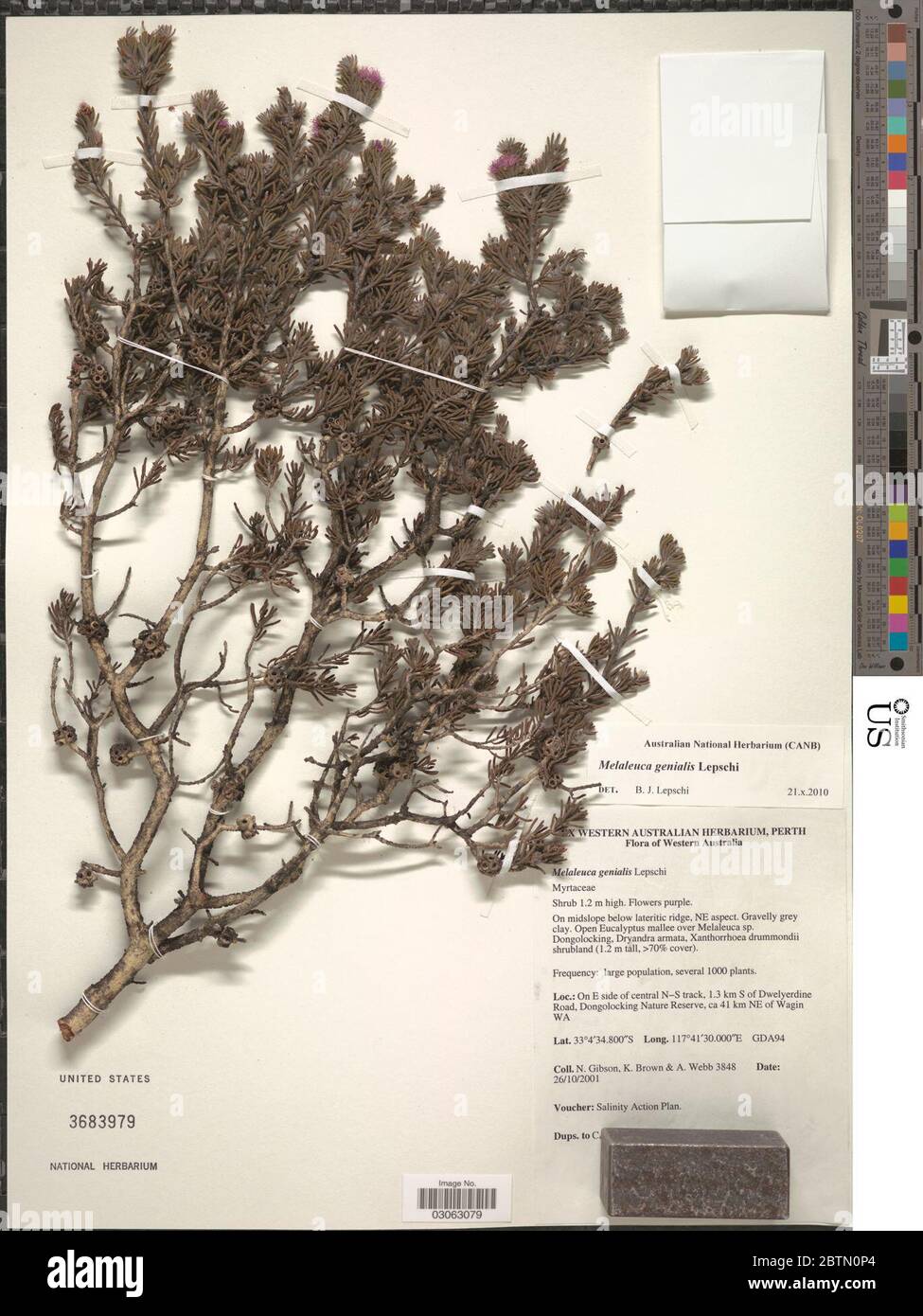 Melaleuca genialis Lepschi Stock Photo - Alamy