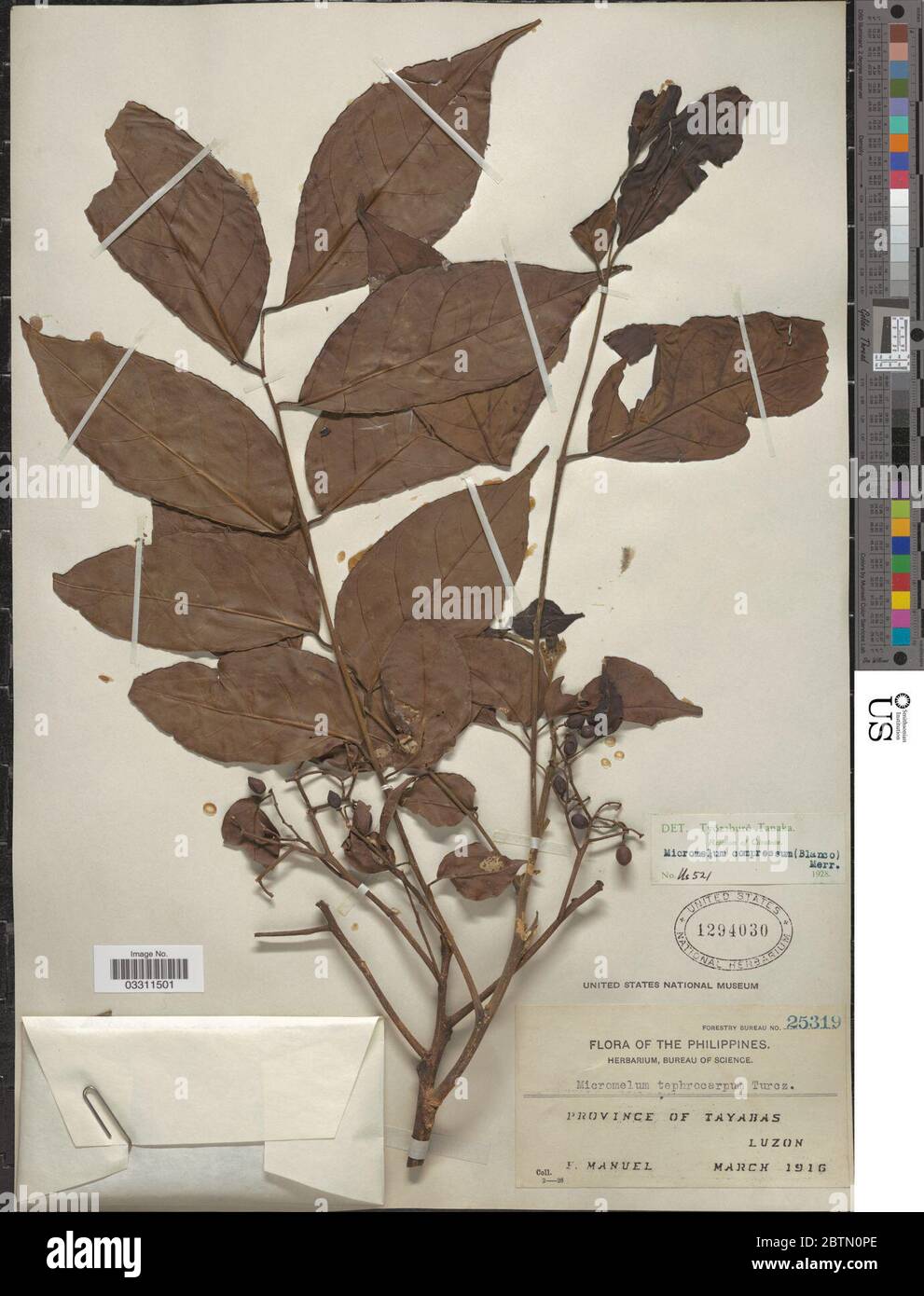 Micromelum compressum hi-res stock photography and images - Alamy