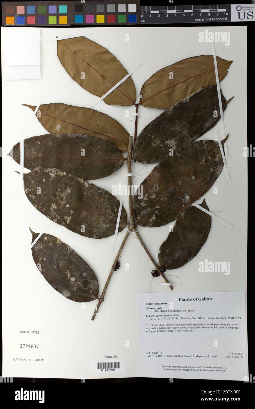 Memecylon hi-res stock photography and images - Alamy