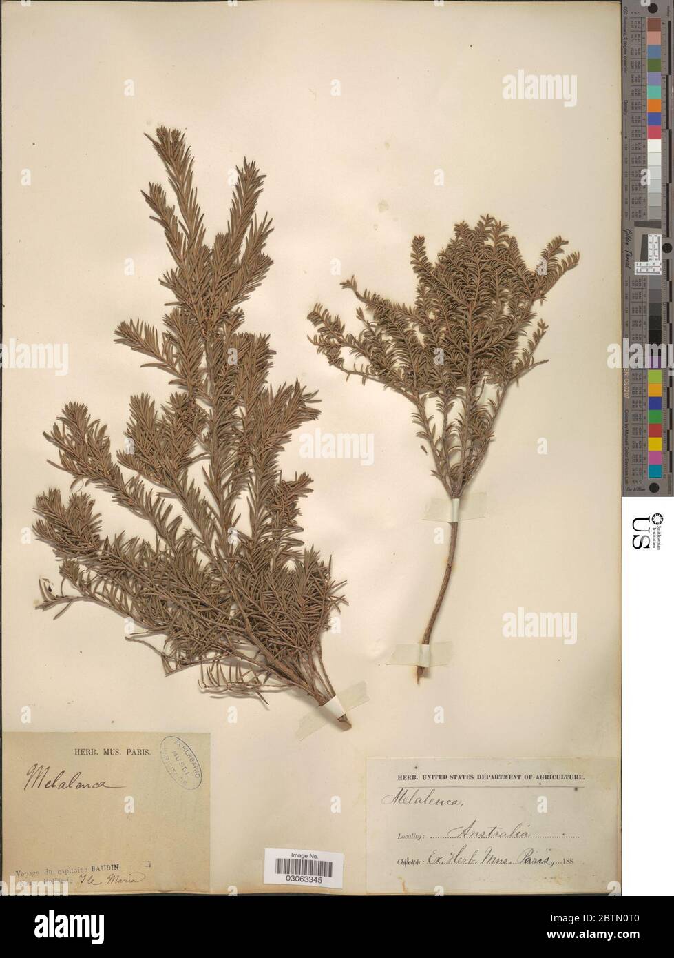 Melaleuca sp hi-res stock photography and images - Alamy