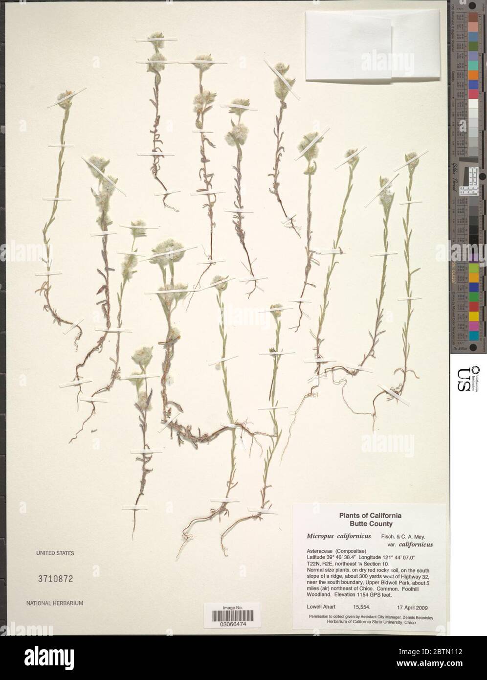 Micropus californicus Fisch CA Mey Stock Photo - Alamy