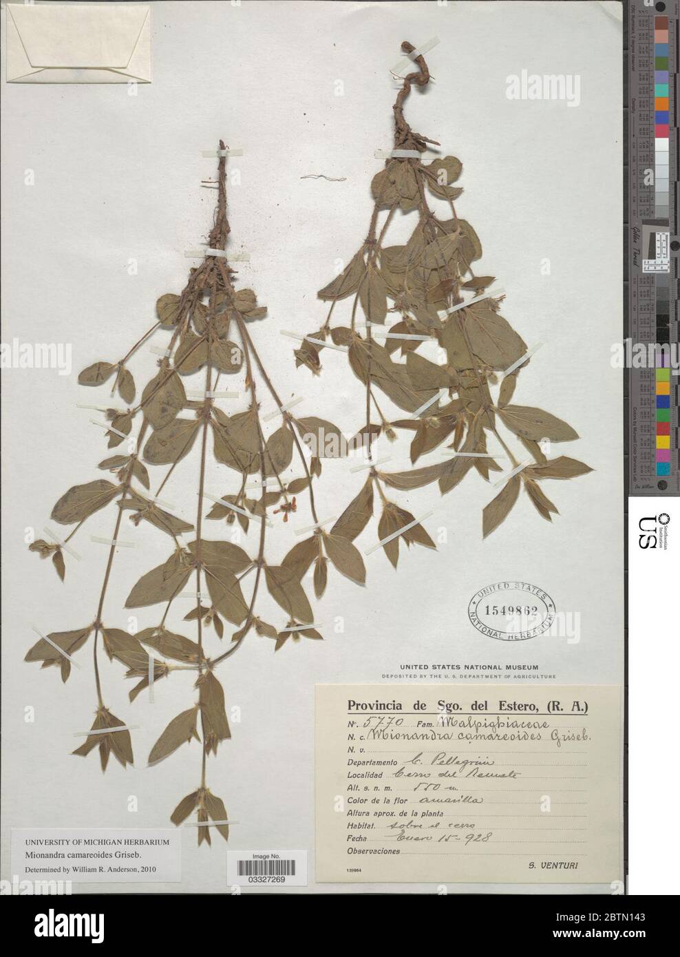 Mionandra camareoides Griseb. 12 Jul 20191 Stock Photo - Alamy