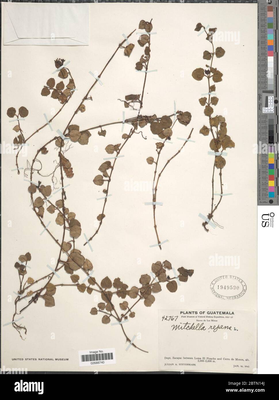 Mitchella repens L Stock Photo - Alamy