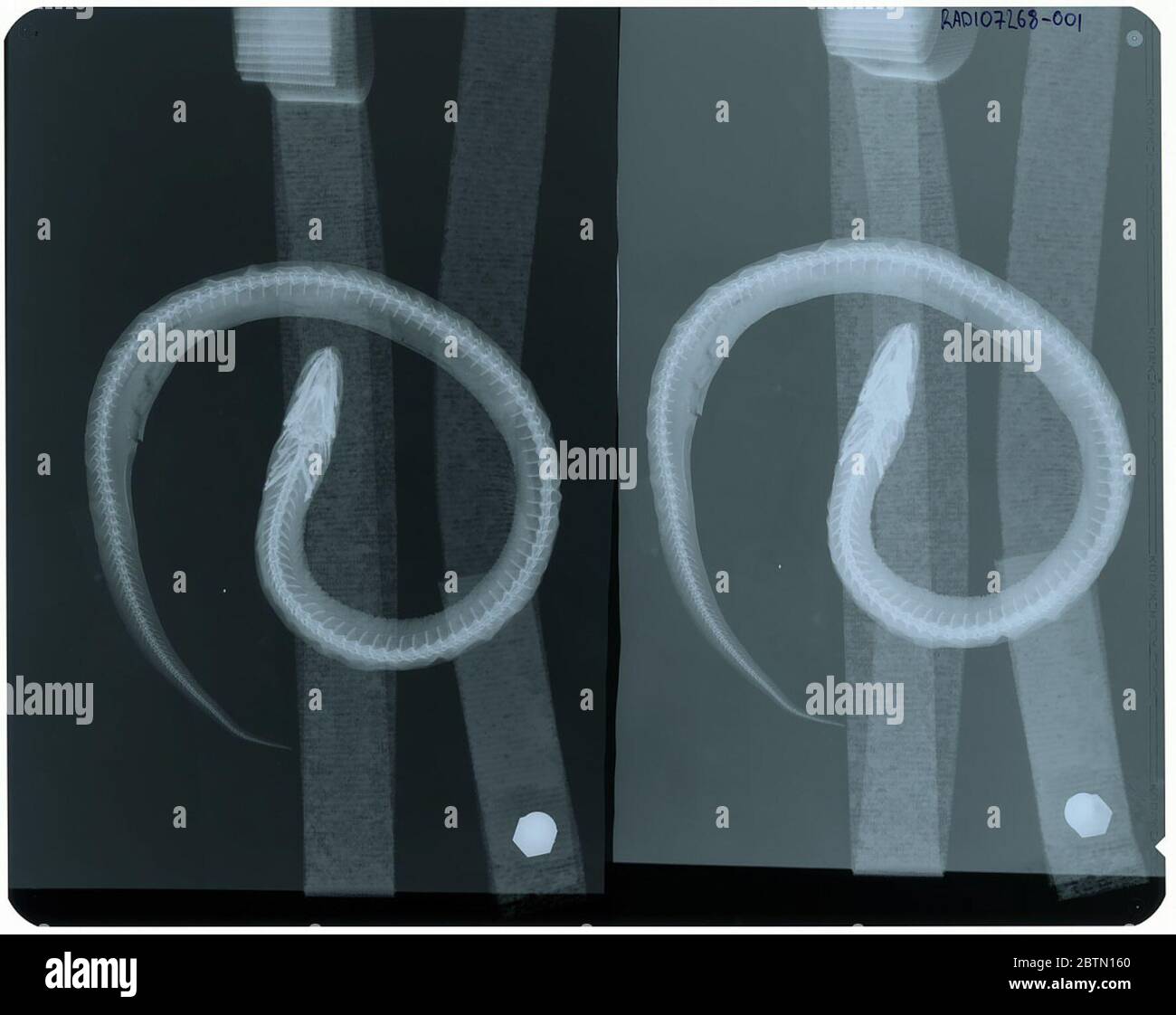 Monopterus cuchia. 26 Oct 20181 Stock Photo - Alamy