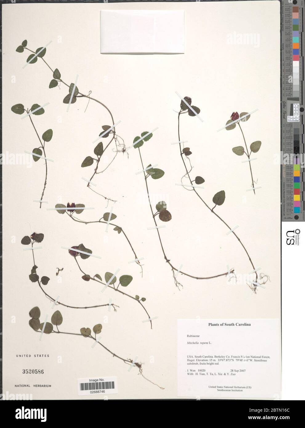 Mitchella repens L Stock Photo - Alamy