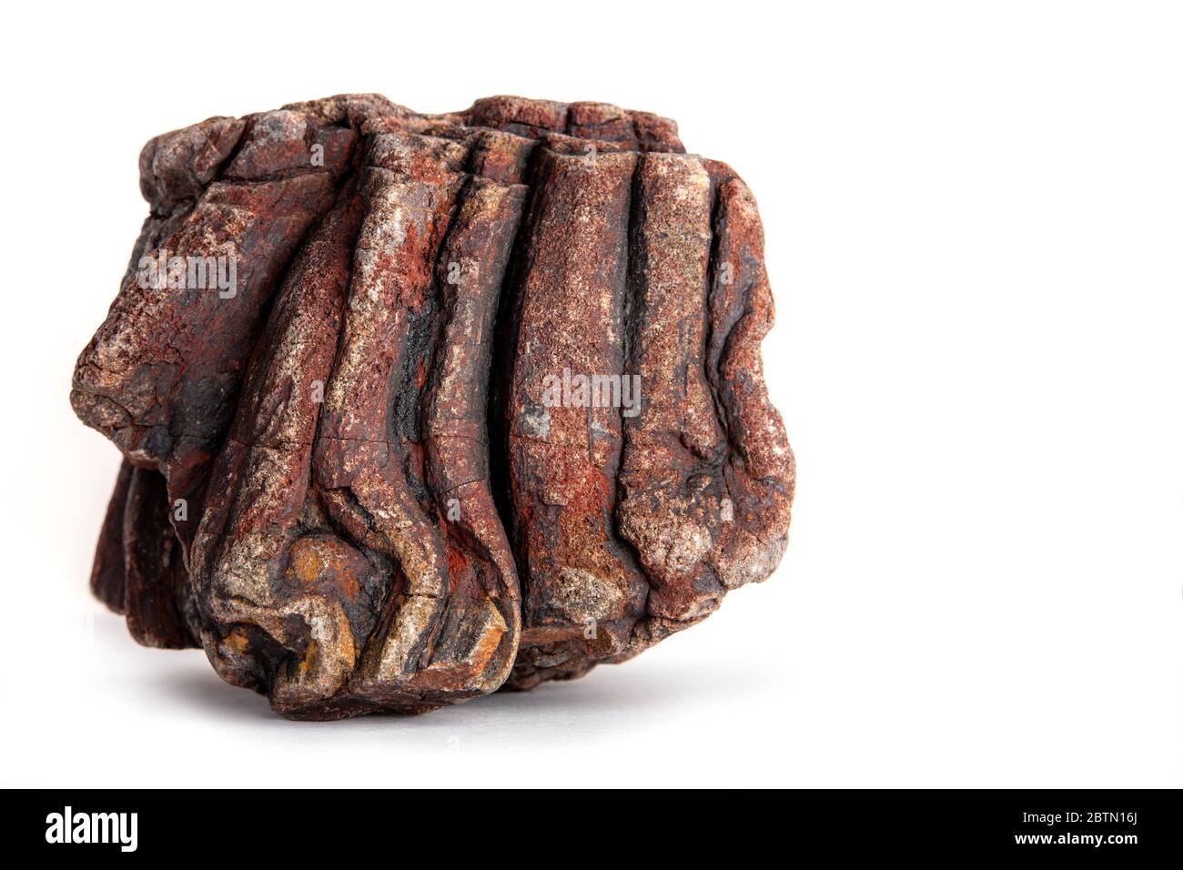 Fossil fern (calamites) stems in a bunch. Calamites were plants during ...