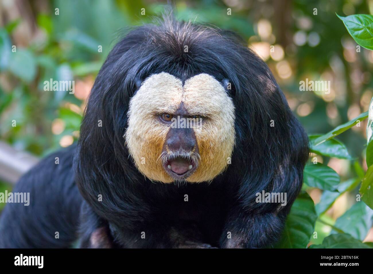 the closeup image of male White-faced saki. A species of the New World ...