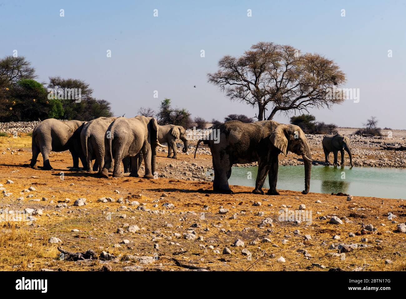Desert elephants in the Namibian desert landscape Stock Photo - Alamy