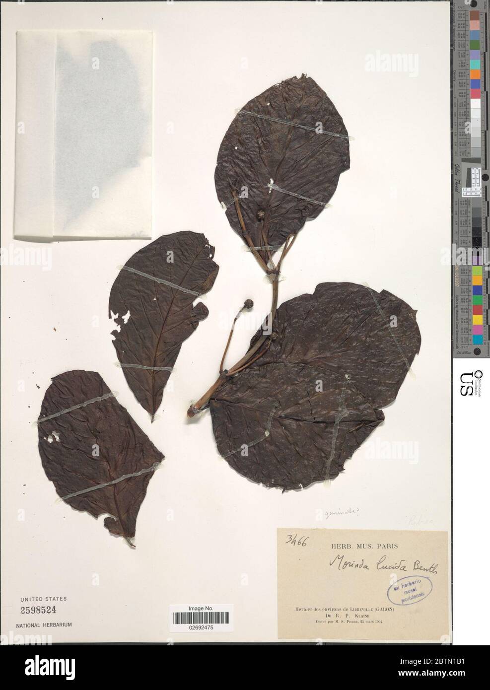 Morinda lucida Benth Stock Photo - Alamy