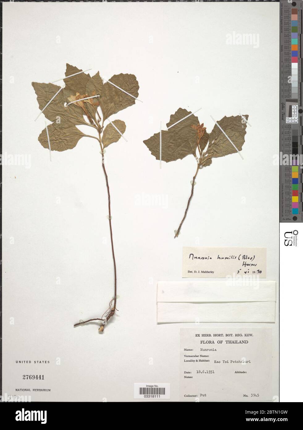 Munronia humilis Blanco Harms. 12 Jul 20191 Stock Photo - Alamy