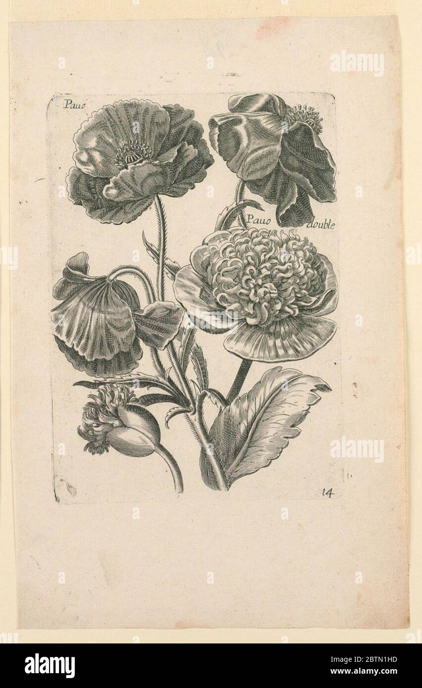 Flowers Plate 14. Research in ProgressFlowers in various stages of ...