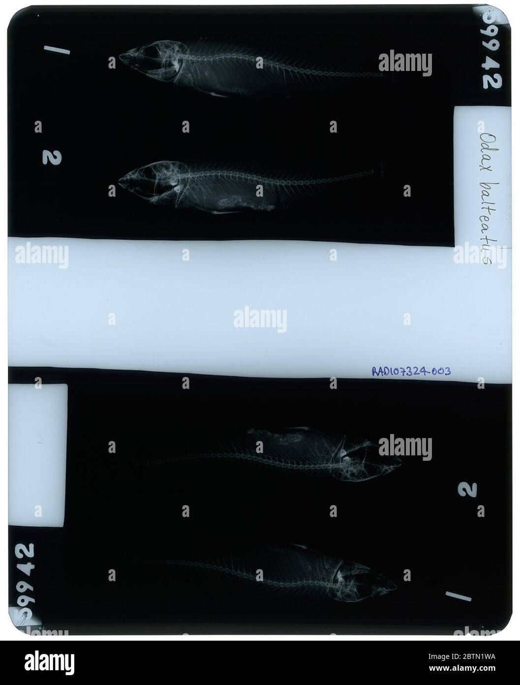 102 mm hi-res stock photography and images - Alamy