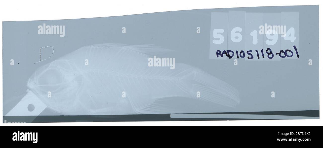 Anatomical study collection Cut Out Stock Images & Pictures - Alamy