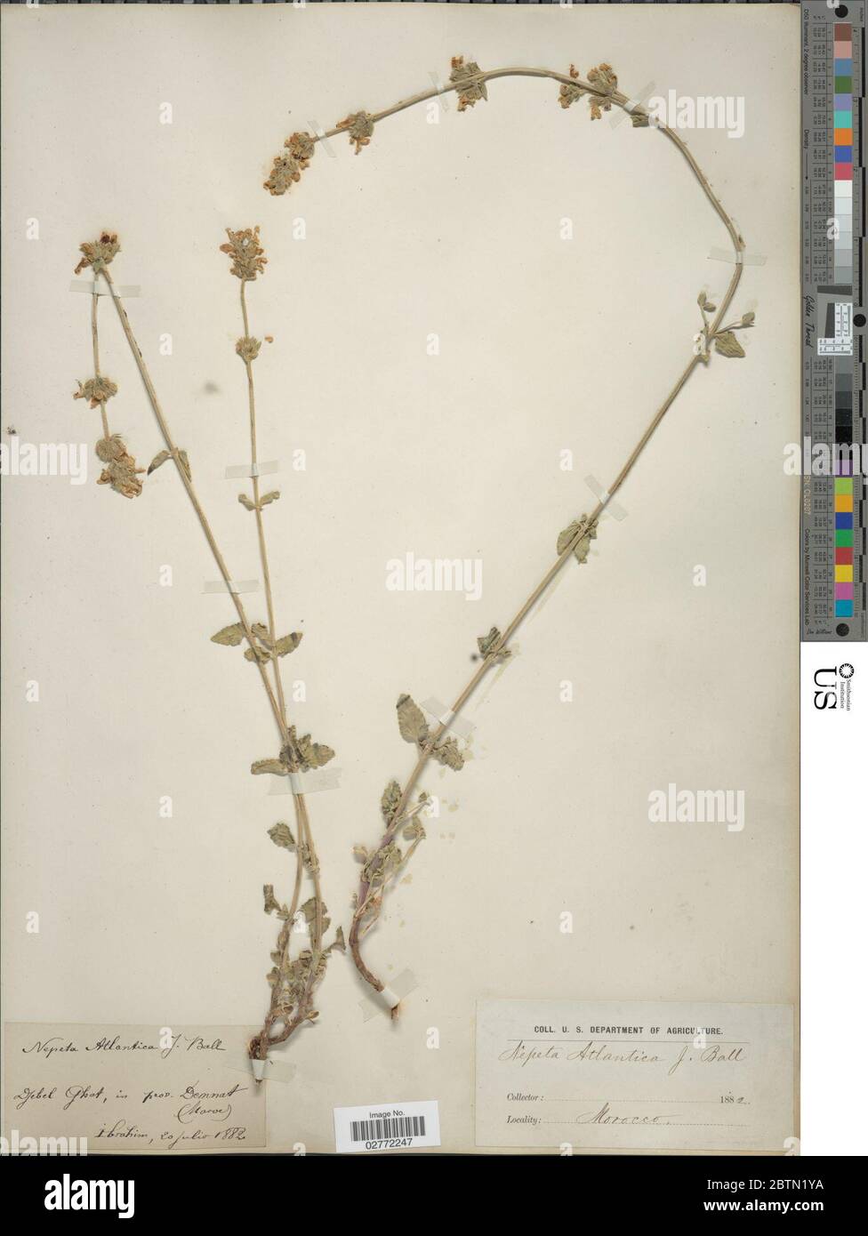 Nepeta atlantica Ball. 25 Apr 20181 Stock Photo - Alamy