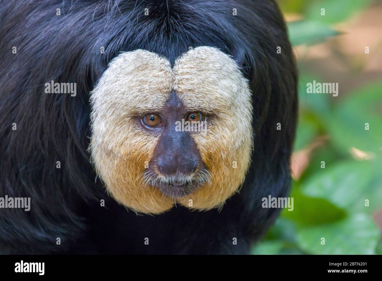 Angry faced monkey hi-res stock photography and images - Alamy