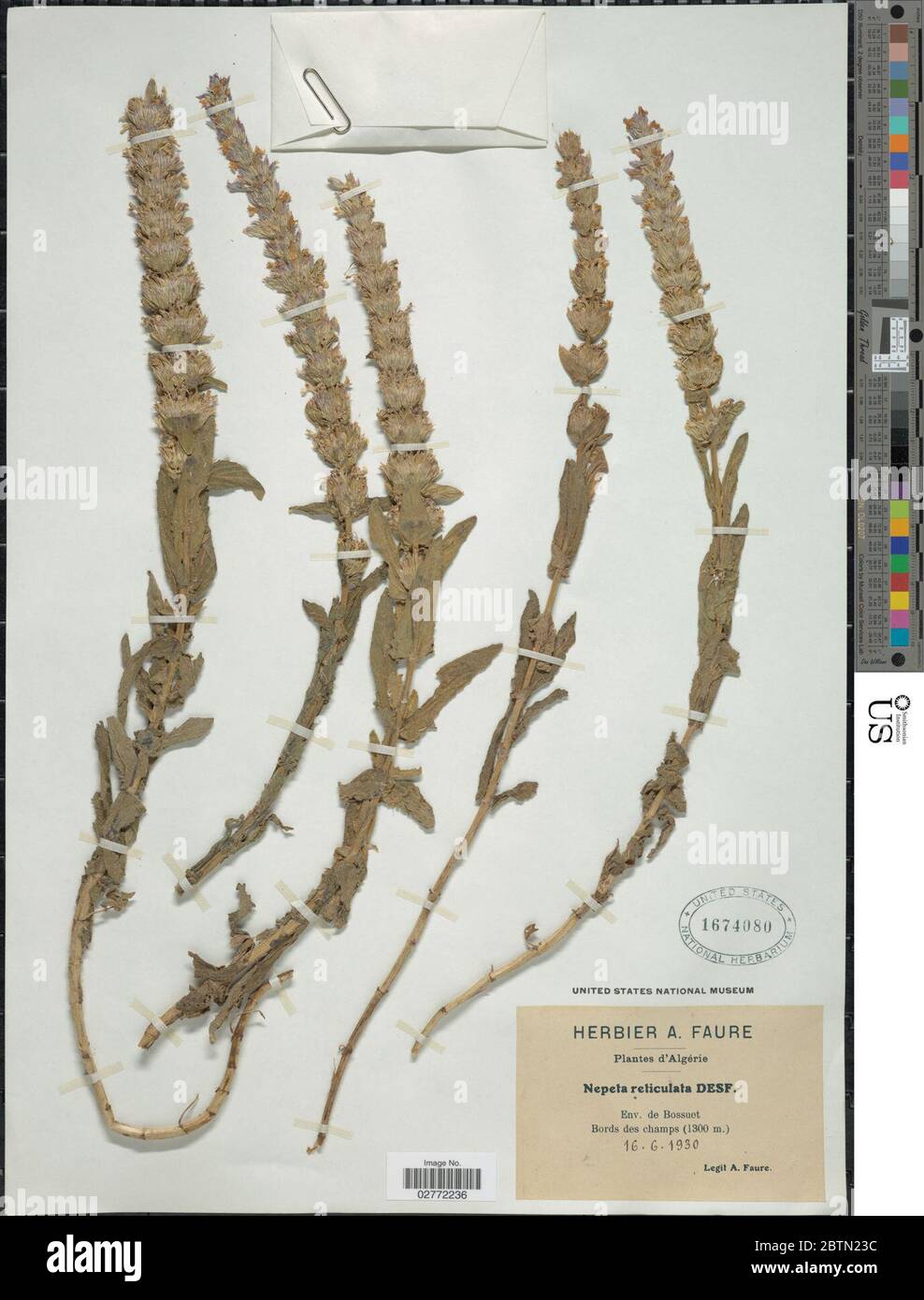 Nepeta reticulata Desf. 25 Apr 20181 Stock Photo - Alamy