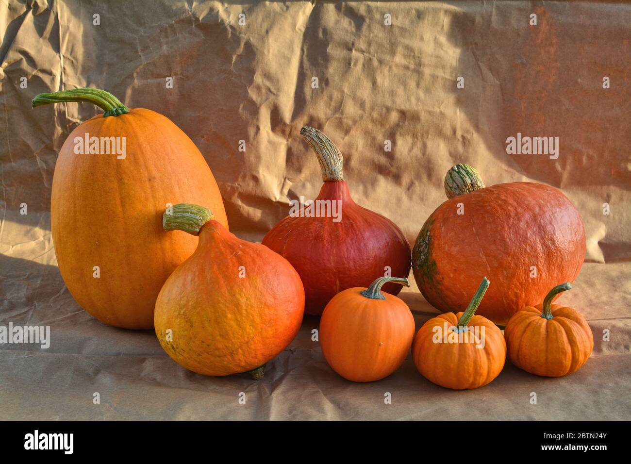 Different varieties of orange pumpkins still life Stock Photo - Alamy