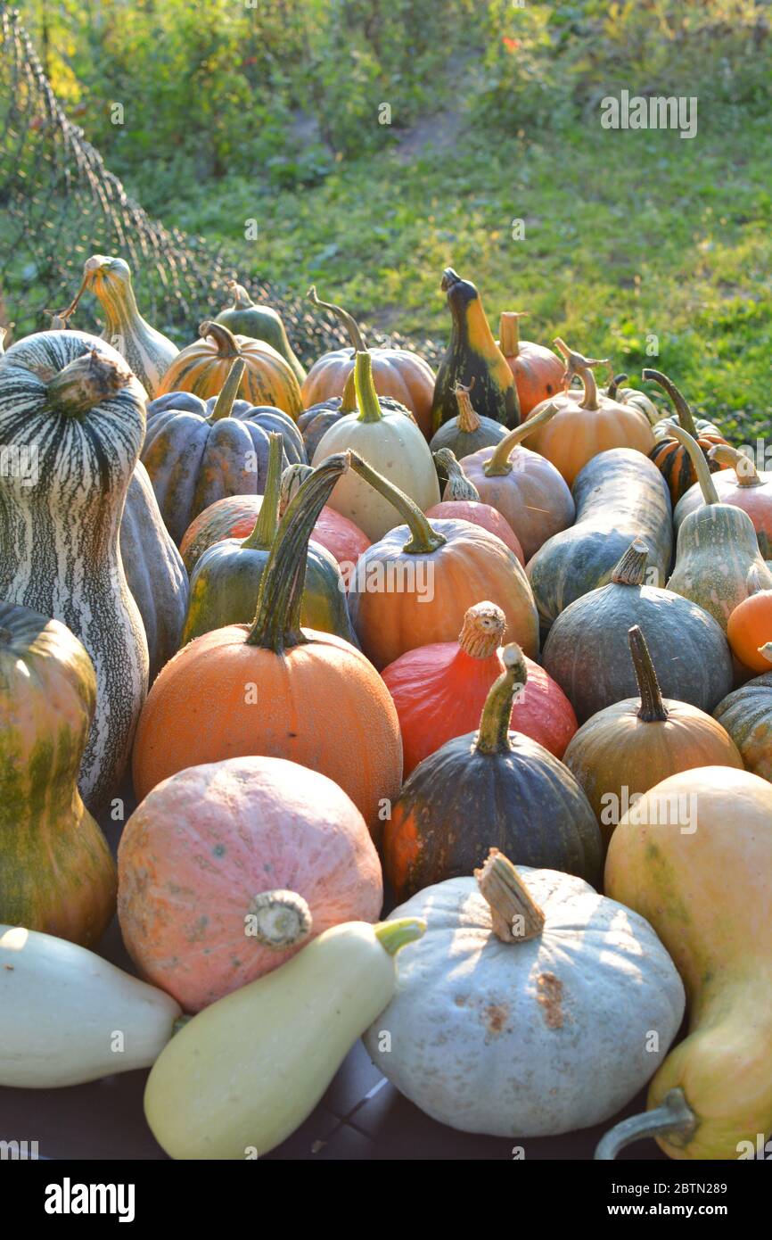 Autumn pumpkins and squashes varieties harvest Stock Photo - Alamy
