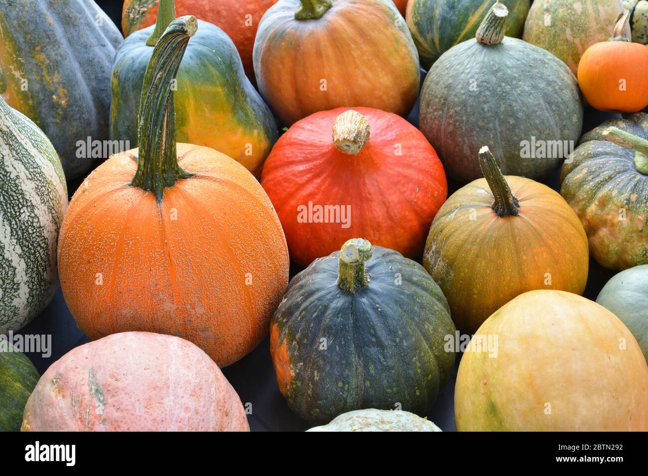 Autumn pumpkins and squashes varieties harvest Stock Photo - Alamy