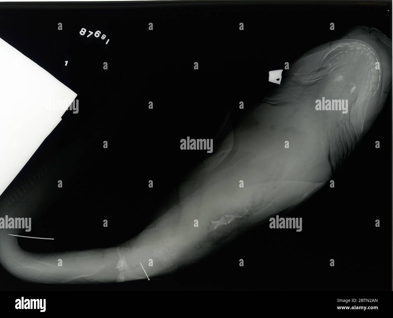 Notorynchus maculatus. 2 Oct 20171 Stock Photo - Alamy