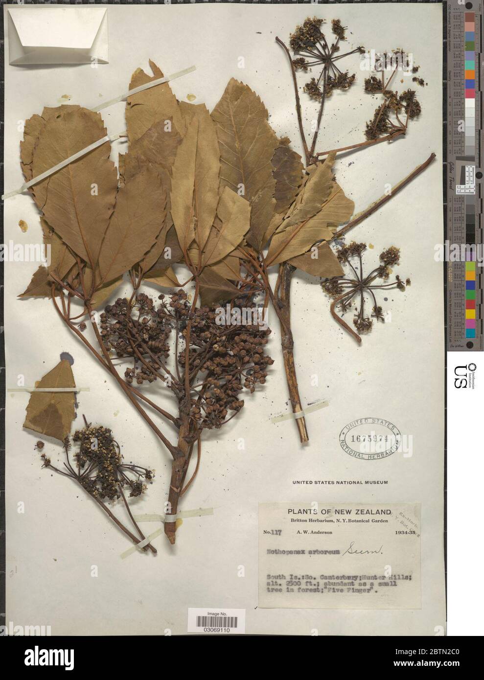 Nothopanax hi-res stock photography and images - Alamy