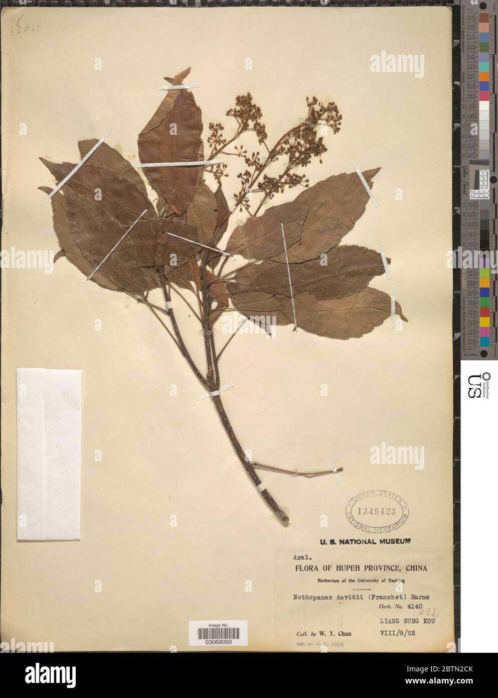 Nothopanax hi-res stock photography and images - Alamy