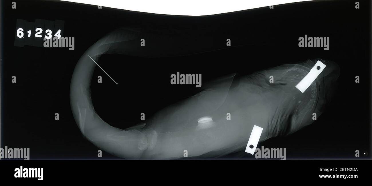 Notorynchus maculatus hi-res stock photography and images - Alamy