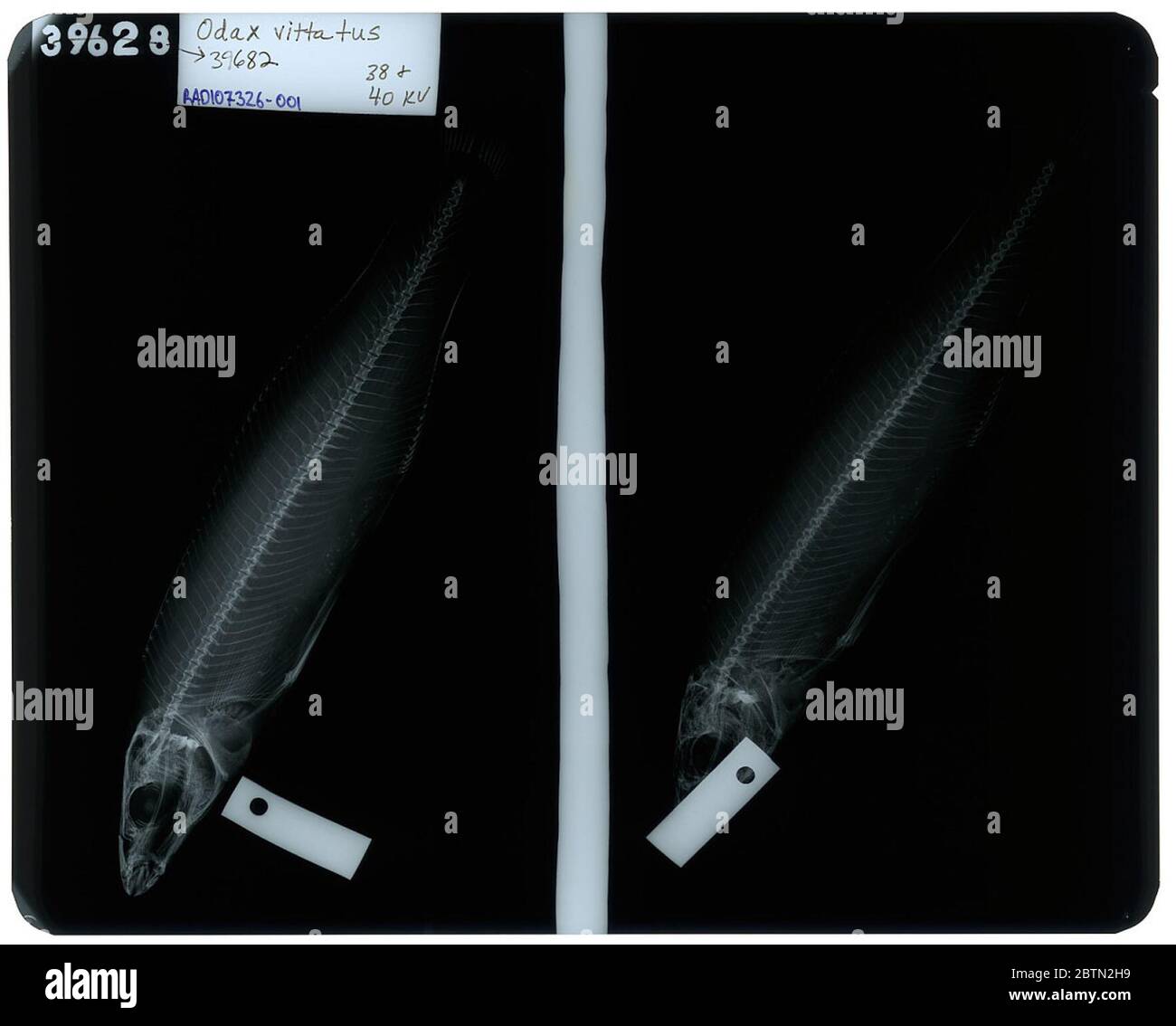 Odax pullus. X-ray on file in fish division files.13 Sep 20171 Stock ...