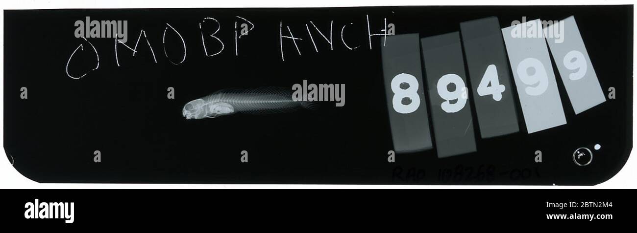 Omobranchus punctatus. 24 Oct 20181 Stock Photo - Alamy