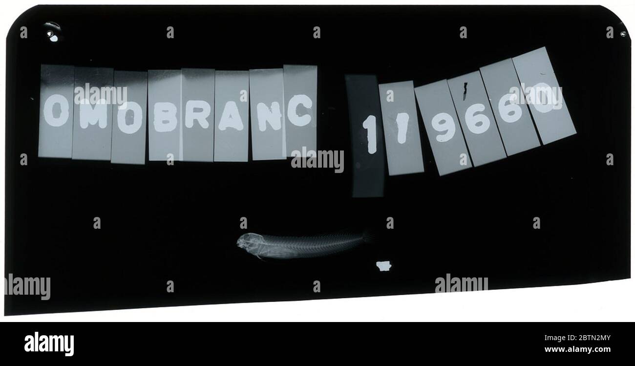 Structural specimen Cut Out Stock Images & Pictures - Alamy