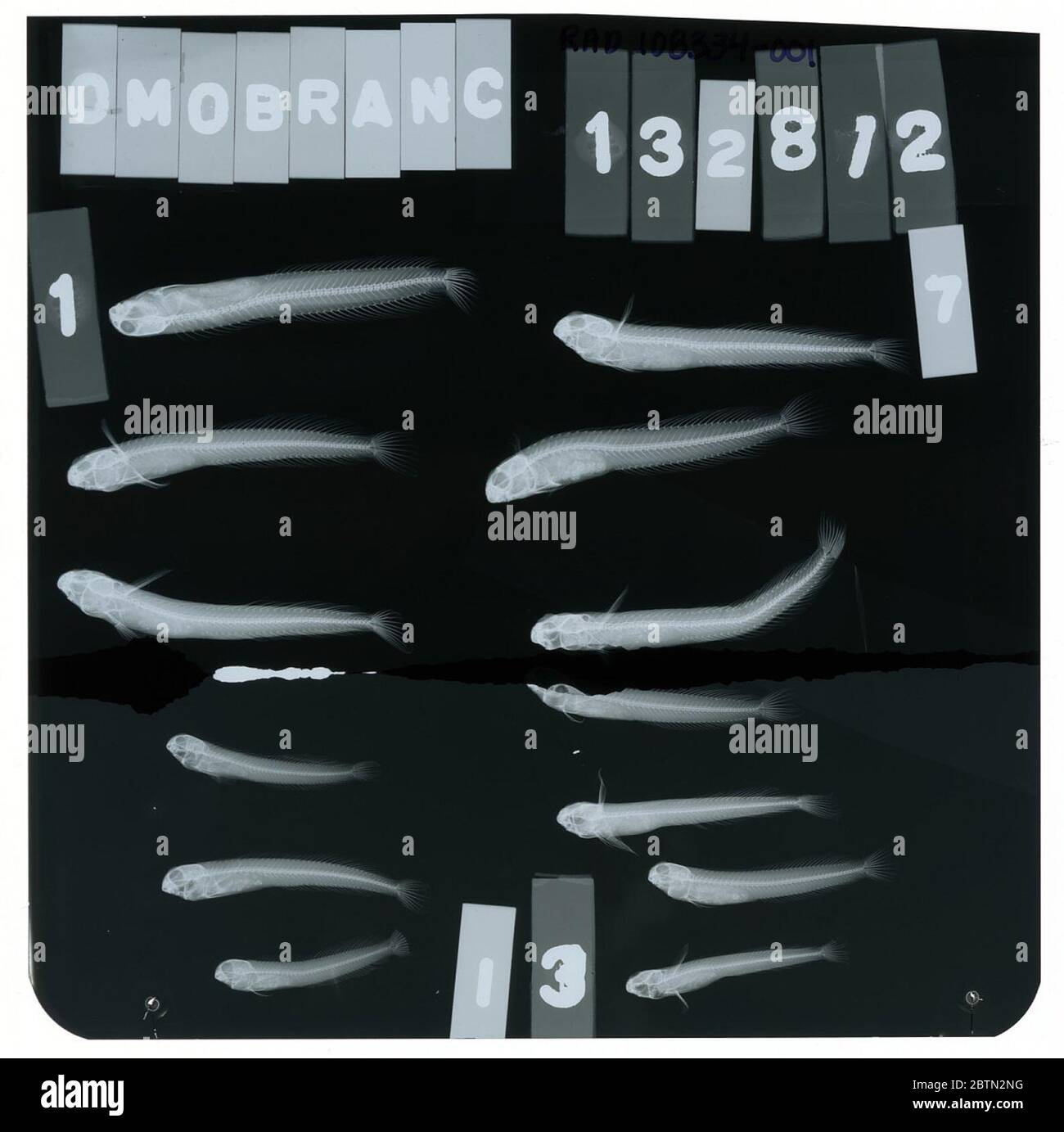 Omobranchus loxozonus. 24 Oct 20181 Stock Photo - Alamy