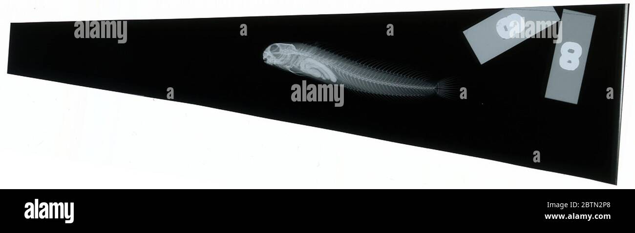 Skeletal anatomy of aquatic species hi-res stock photography and images ...