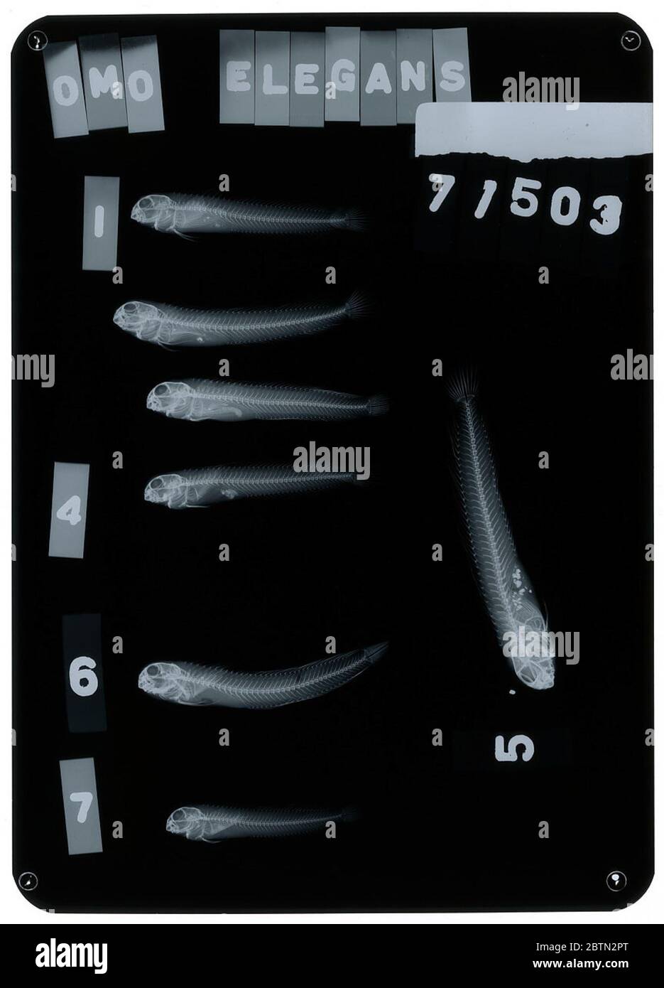 Omobranchus elegans. 24 Oct 20183 Stock Photo - Alamy