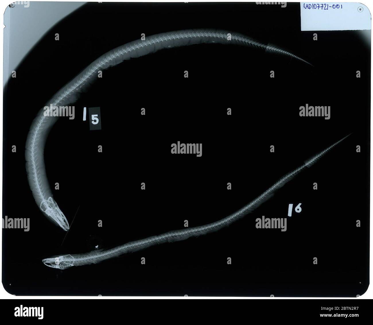 Ophisternon bengalense hi-res stock photography and images - Alamy