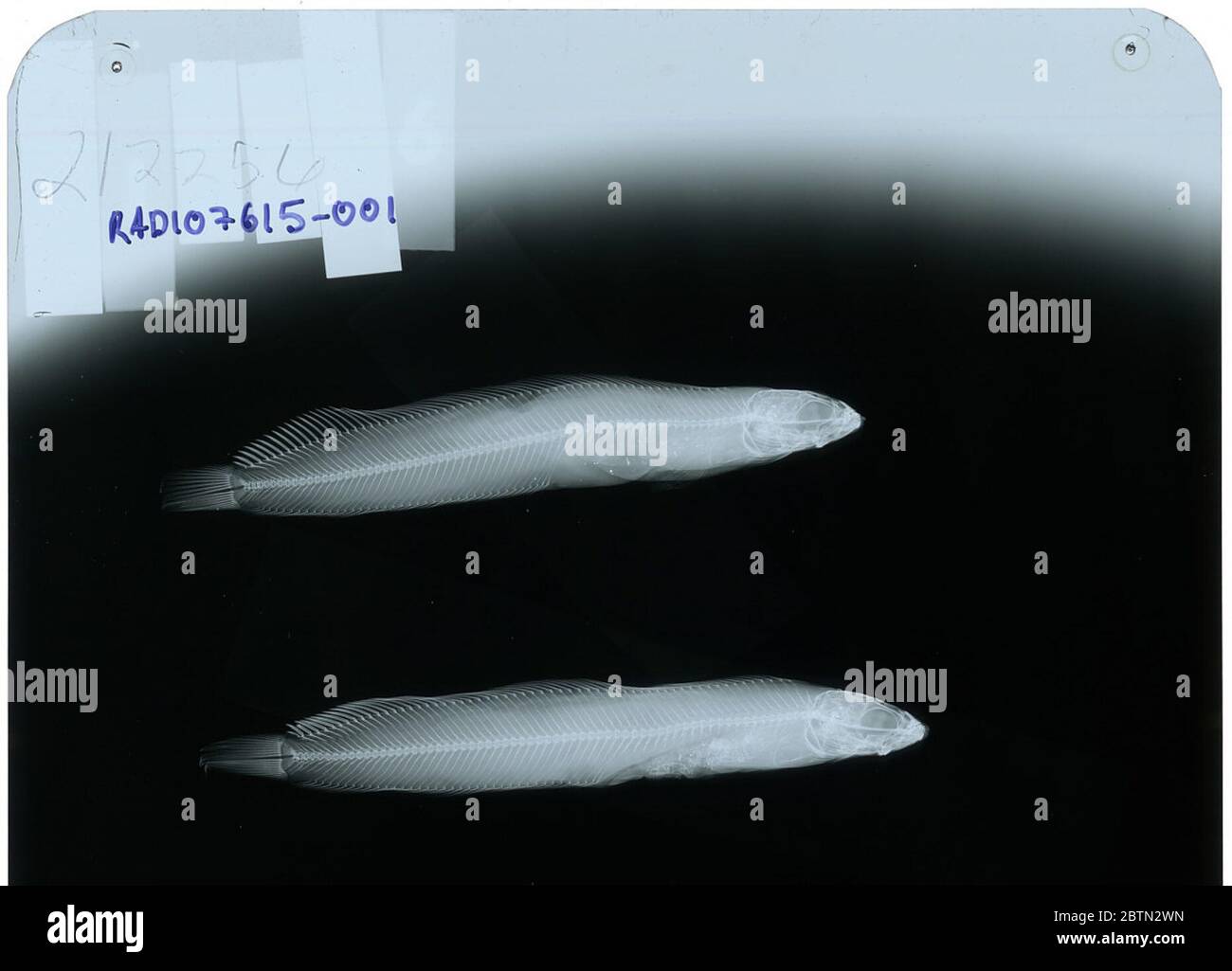 Opisthocentrus ocellatus hi-res stock photography and images - Alamy