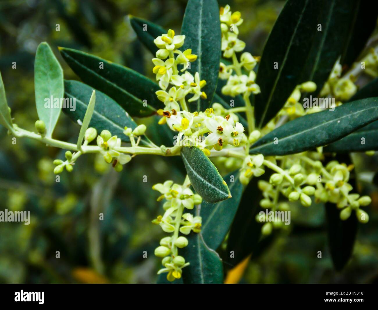 Olive tree in bloom hi-res stock photography and images - Alamy