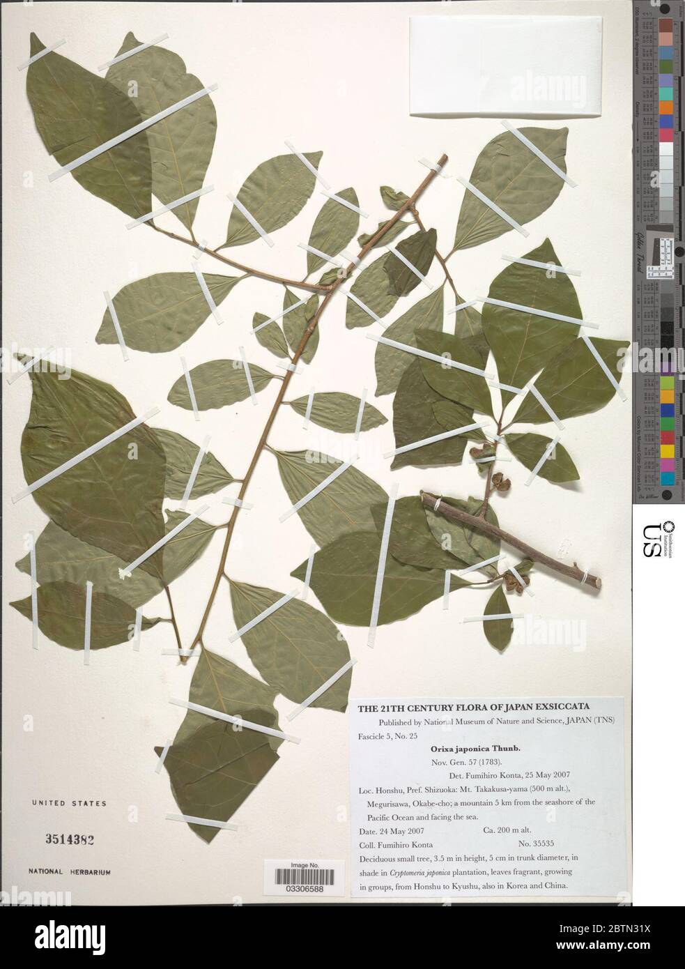 Orixa japonica orixa japonica hi-res stock photography and images - Alamy