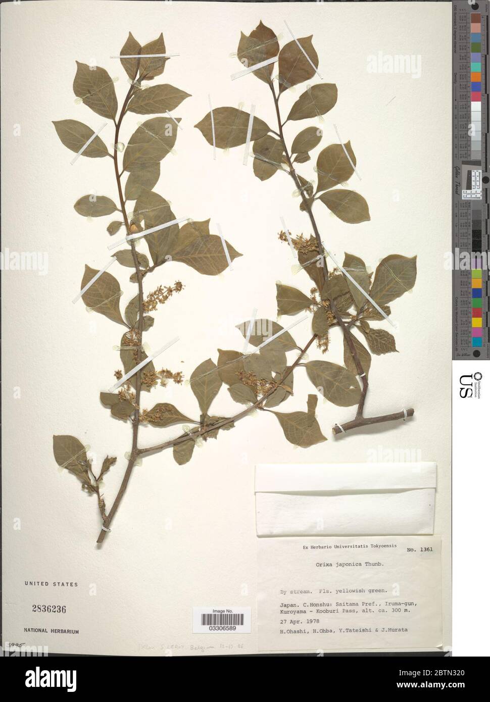 Orixa japonica orixa japonica hi-res stock photography and images - Alamy