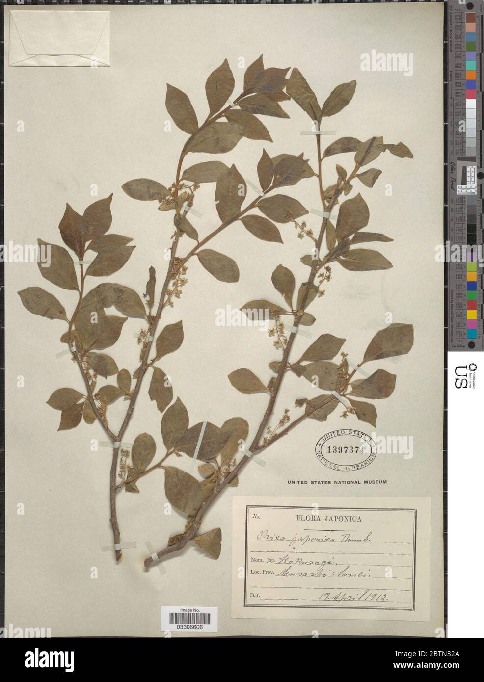 Orixa japonica orixa japonica hi-res stock photography and images - Alamy