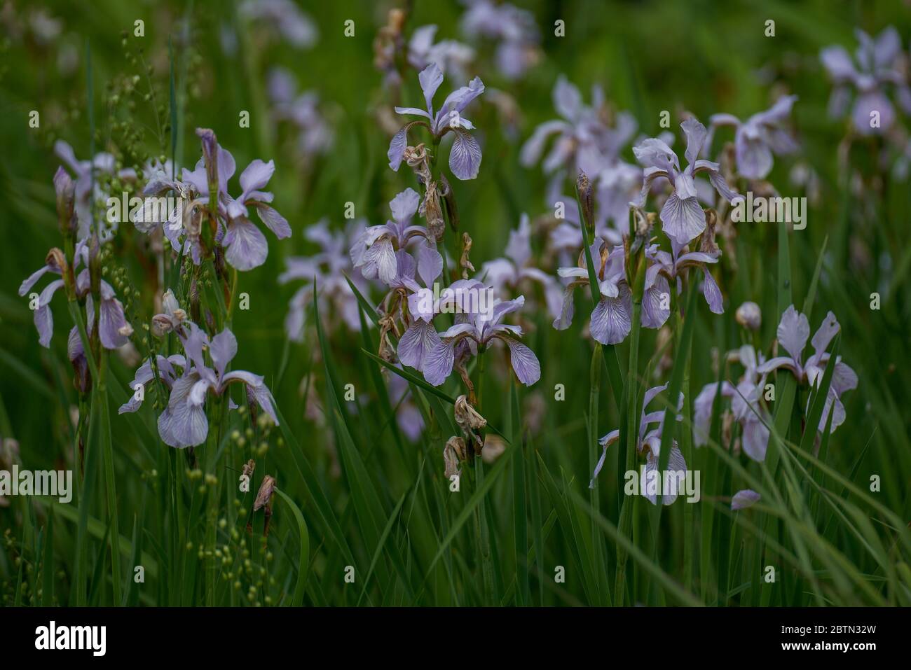 Iris flowers in full bloom Stock Photo - Alamy