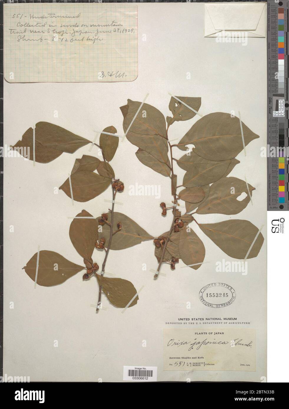 Orixa japonica orixa japonica hi-res stock photography and images - Alamy