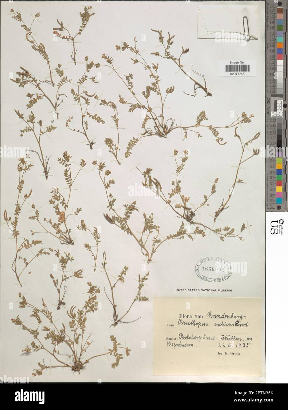 Ornithopus sativus Brot. 30 Dec 20171 Stock Photo - Alamy