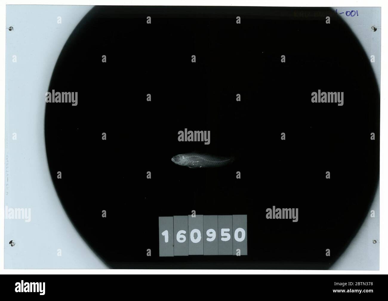 Amblygobius bynoensis. 24 Oct 20181 Stock Photo - Alamy