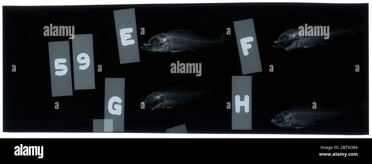 Parvulus Cut Out Stock Images & Pictures - Alamy