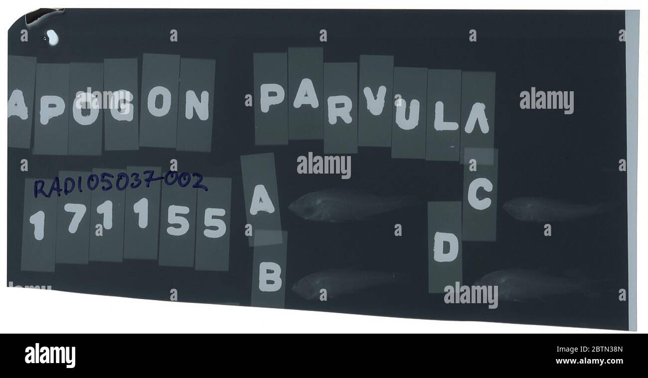 Parvulus Cut Out Stock Images & Pictures - Alamy