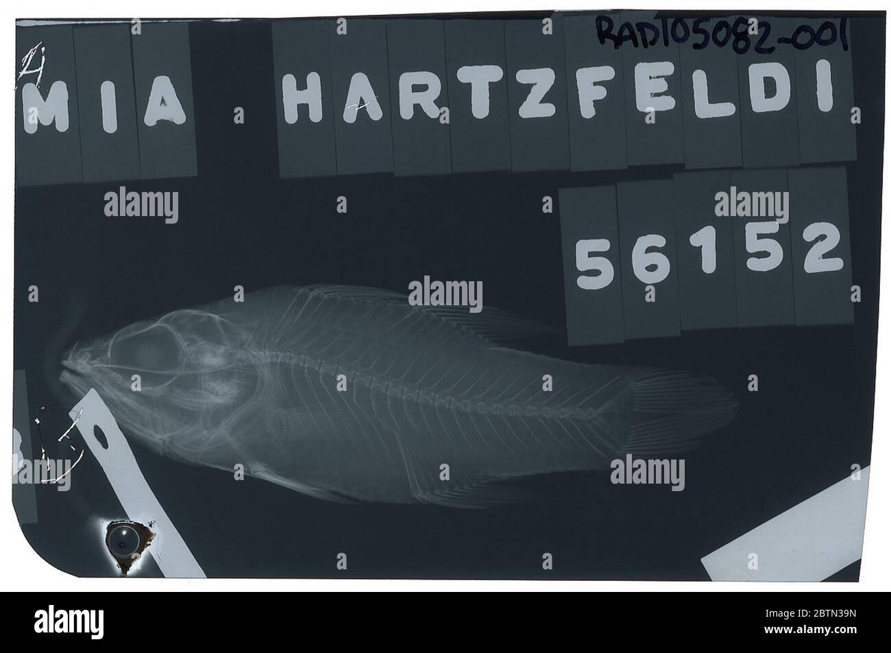 Small vertebrates Cut Out Stock Images & Pictures - Alamy