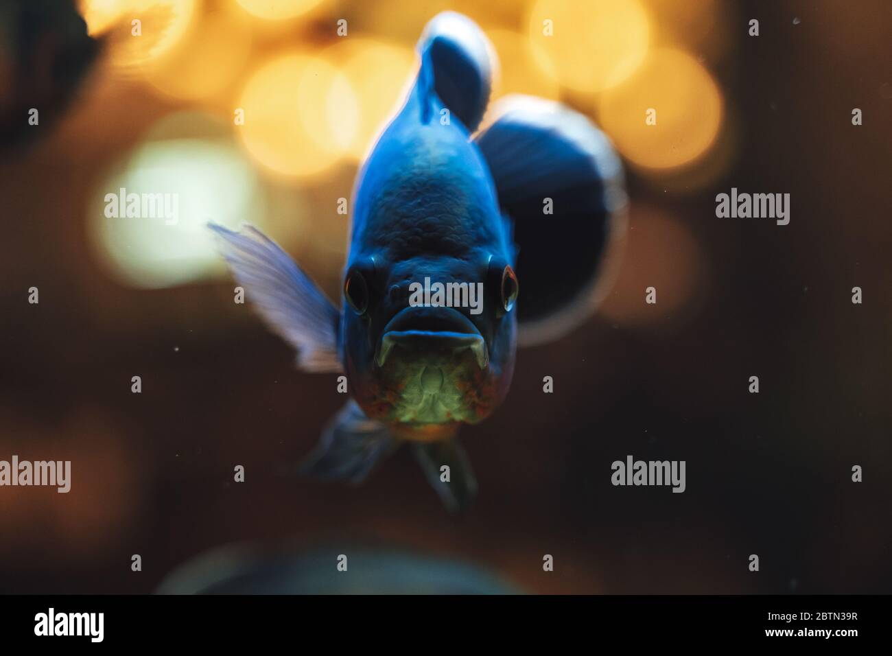 Tropical fish swimming directly at the camera Stock Photo - Alamy